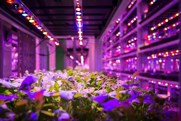 Checklist: 11 Features of Good Grow Lights for Indoor Tomatoes
